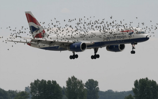 When Birds Strike in an Airplane Engine — Flightradars24.co.uk
